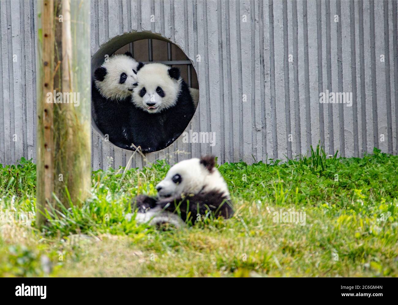 Pandas playing hi-res stock photography and images - Alamy