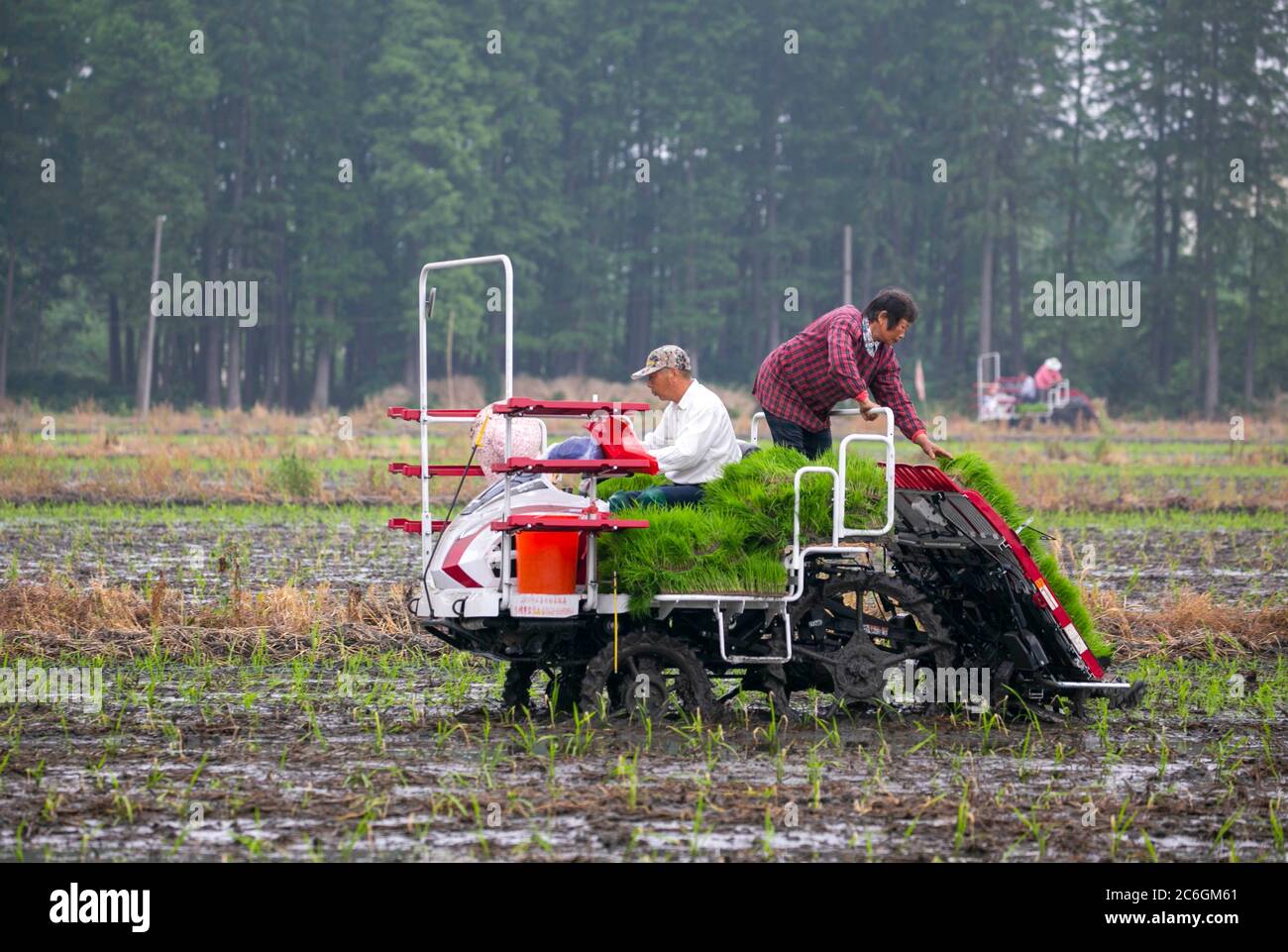 Working in paddy field hi-res stock photography and images - Alamy
