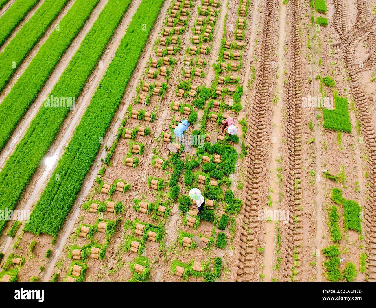 Aerial veiw of farmers transfering rice seeds at a farmland in Rugao ...