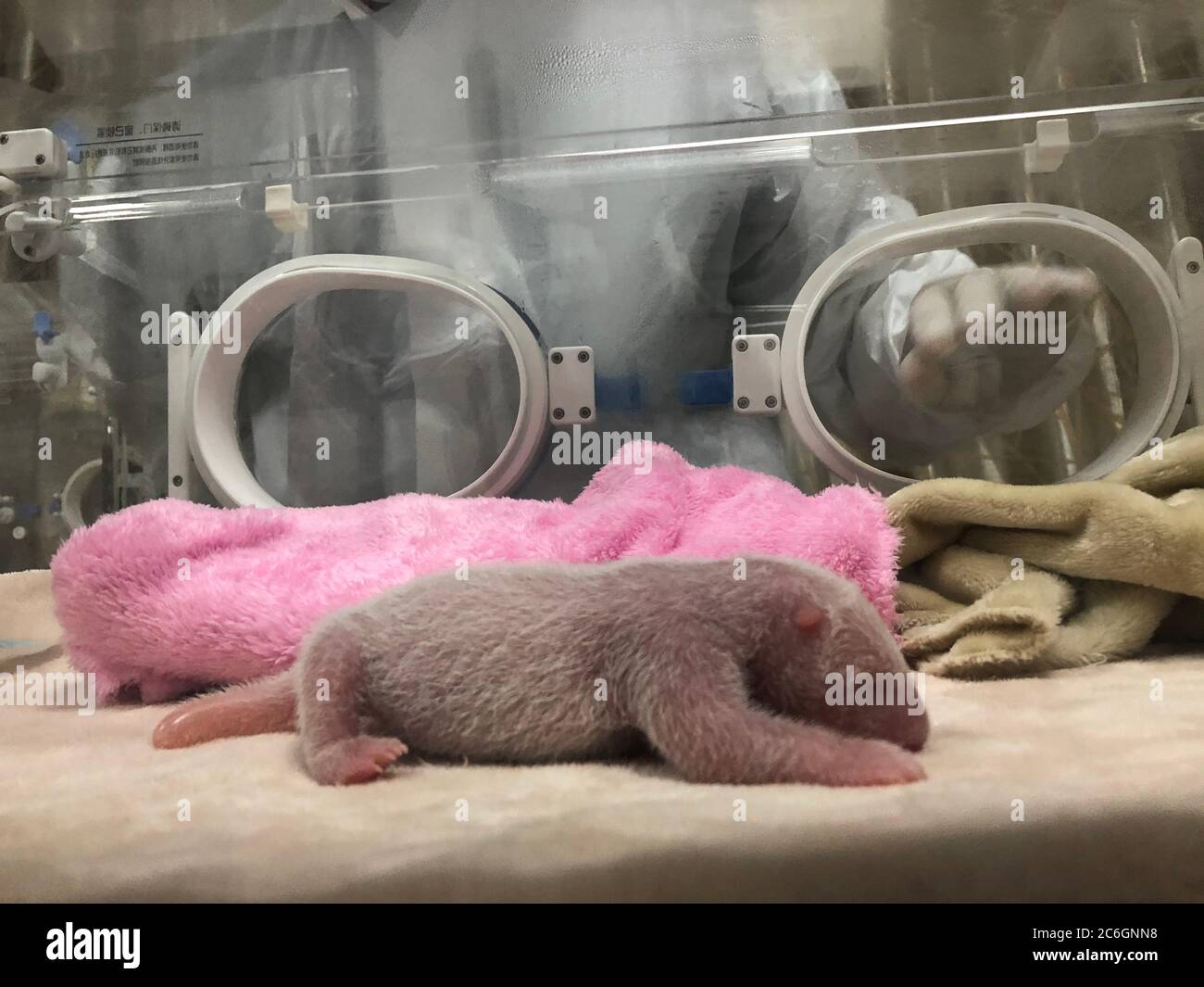 Giant panda Yuanrun's newly born baby panda at Chengdu Research Base of ...