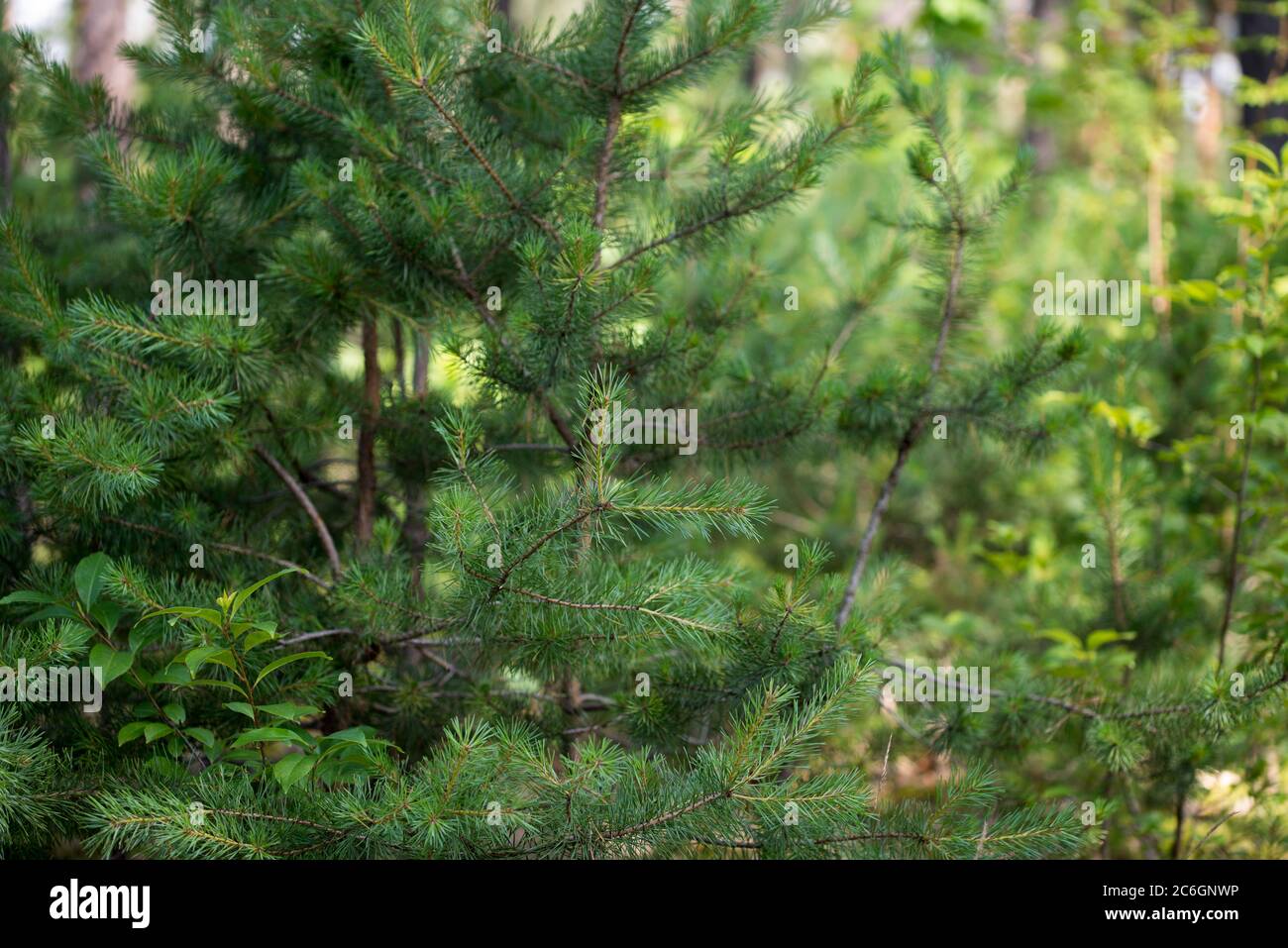Green young trees in countryside hi-res stock photography and images ...