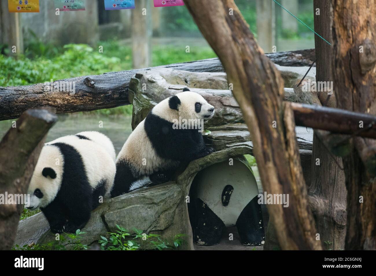 Panda cubs Shuangshuang, Chongchong, Xixi and Qingqing with their "hot ...
