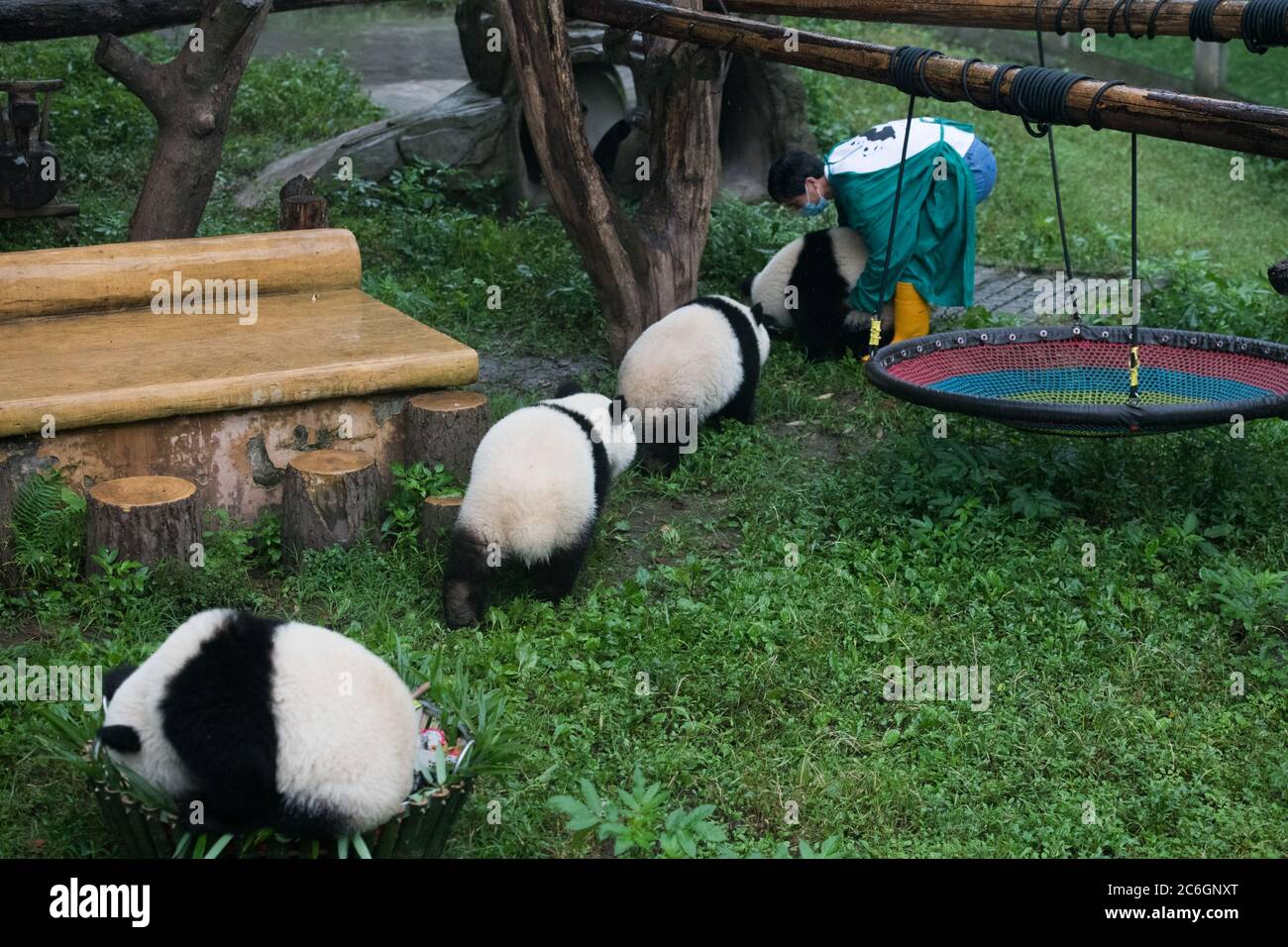 Panda cubs Shuangshuang, Chongchong, Xixi and Qingqing with their "hot ...
