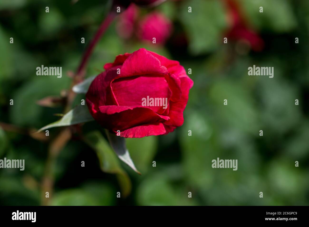 Blooming beautiful colorful rose bud in garden nature background Stock ...