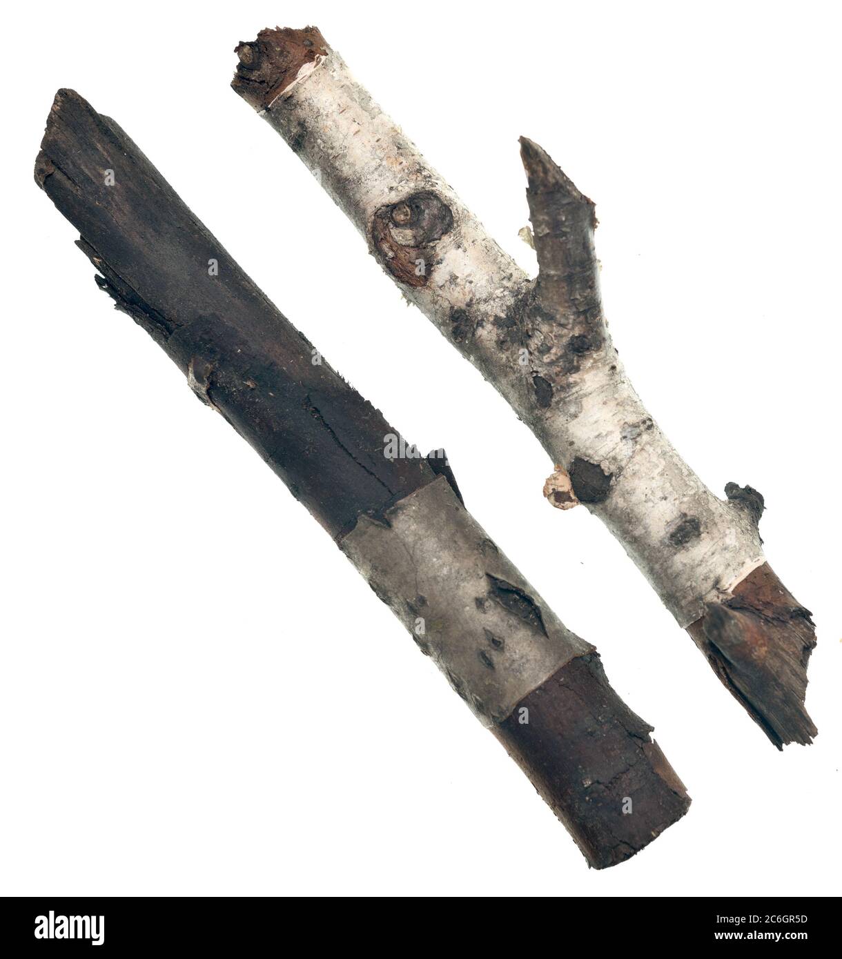 Two birch sticks isolated on white background Stock Photo - Alamy