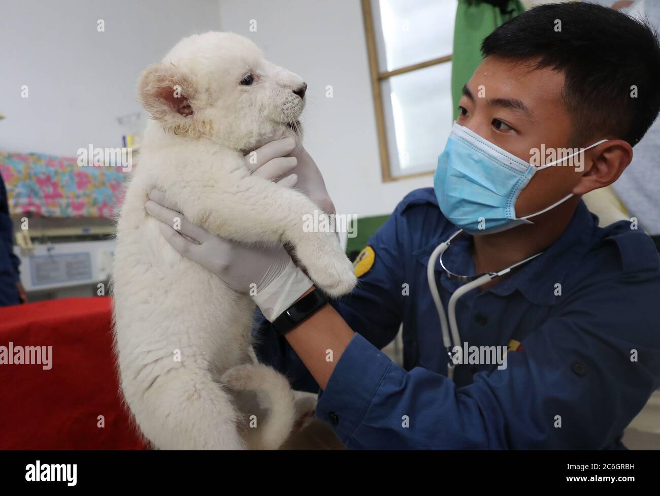 A zoo staff does physical check on a baby white lion at the Nantong ...
