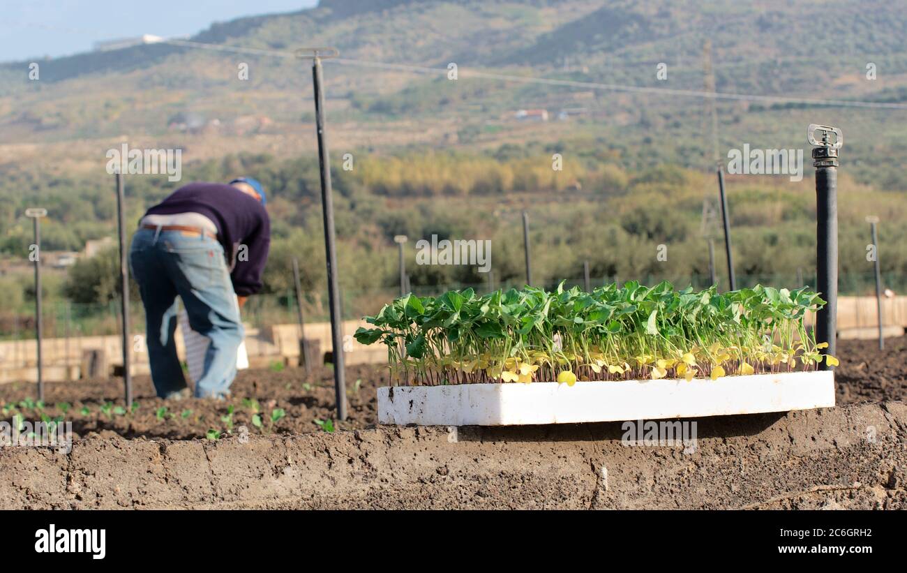 seedbed with seedlings for agriculture in a Sicily field, on the ...