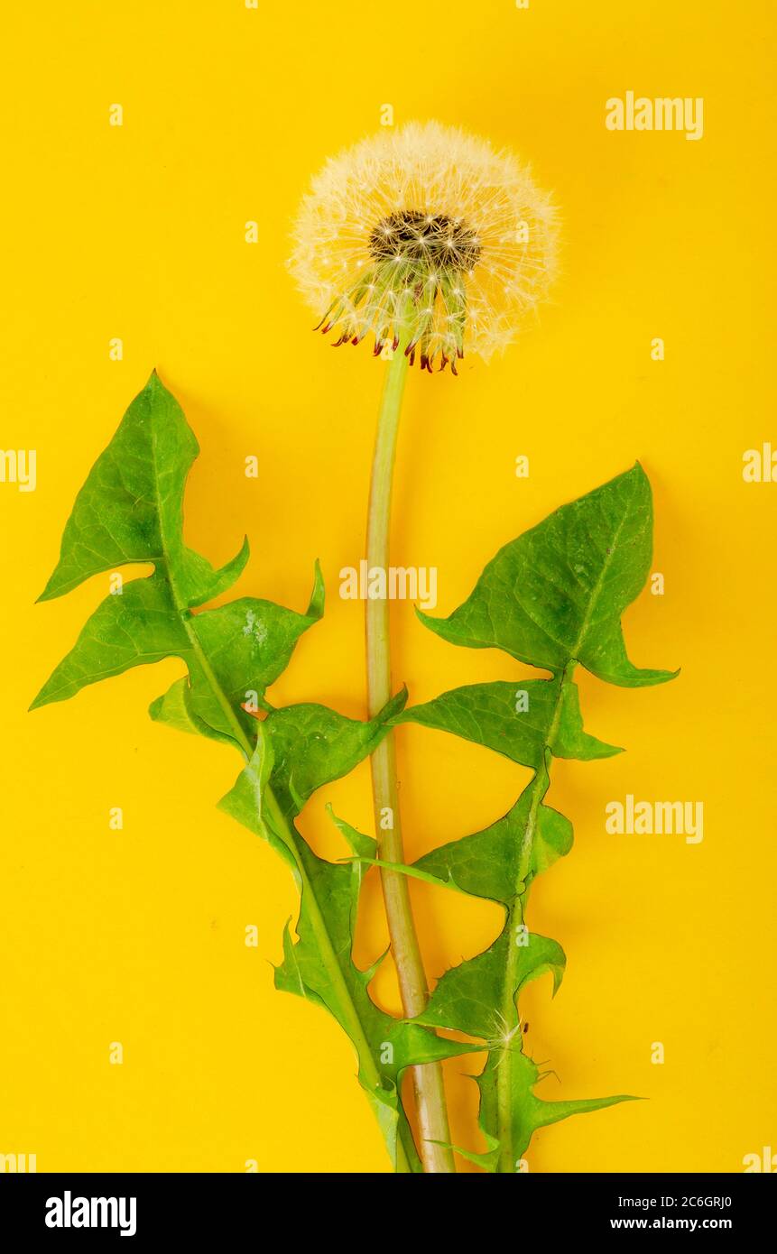 Single flower of white faded dandelion with green leaves Stock Photo ...