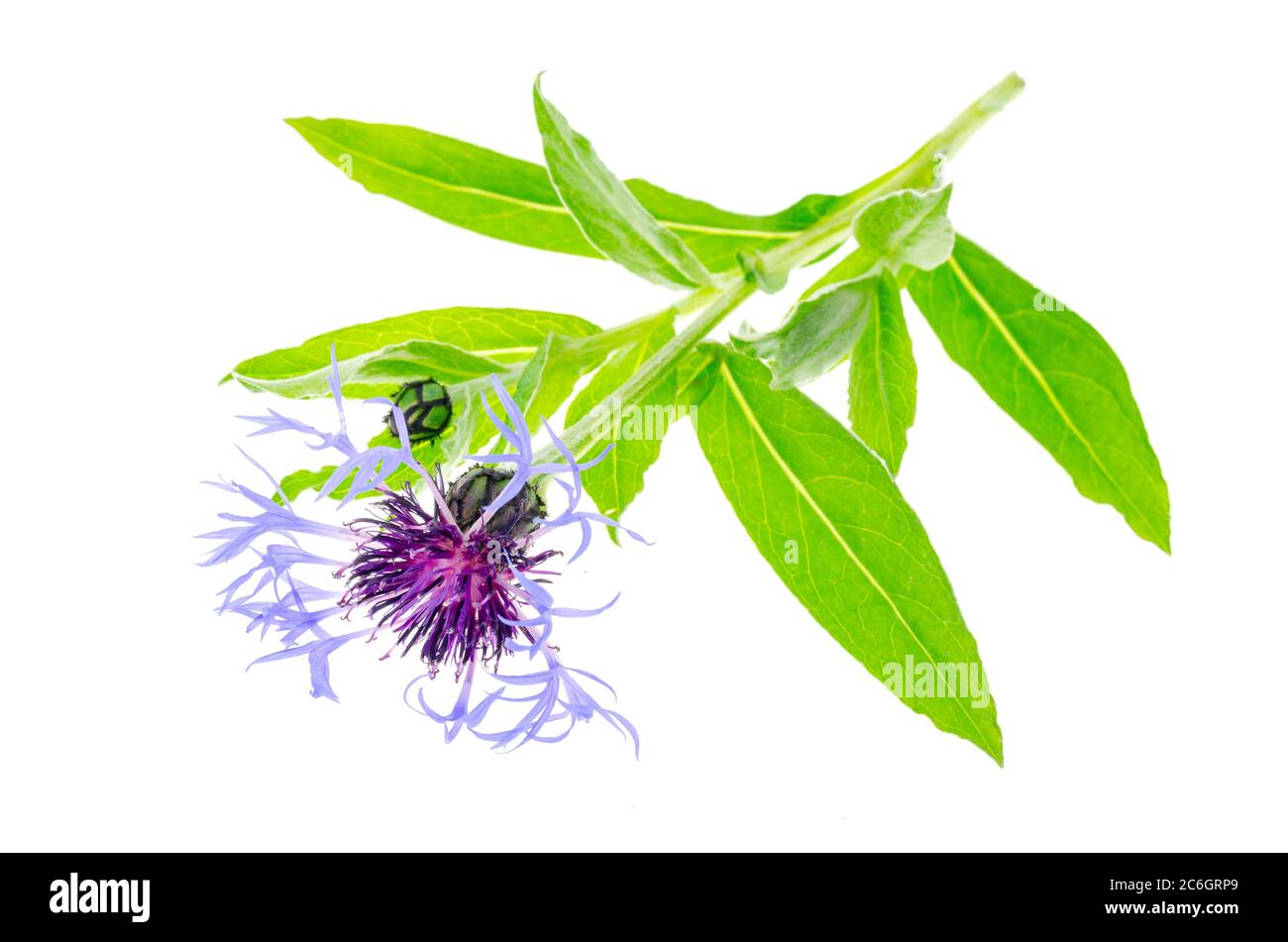 Flower of blue garden cornflower on stem with leaves Stock Photo - Alamy