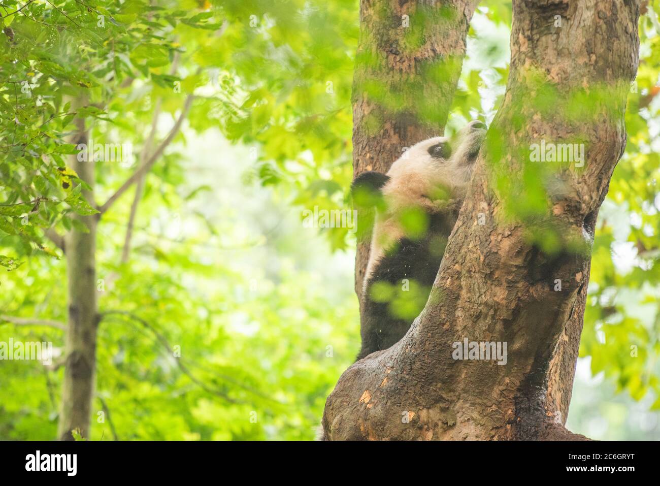 --File--A panda climbs up a tree at the Chengdu Research Base of Giant ...