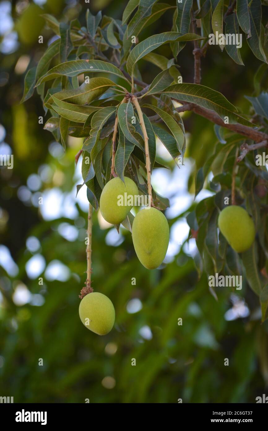 Close up of mangoes on a mango tree Stock Photo - Alamy