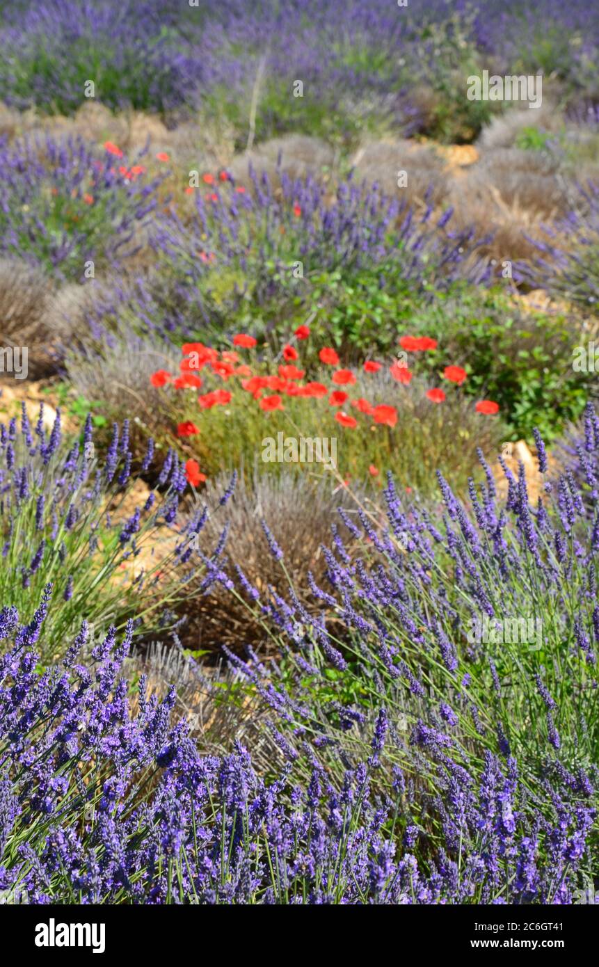 Lavender and poppies hi-res stock photography and images - Alamy