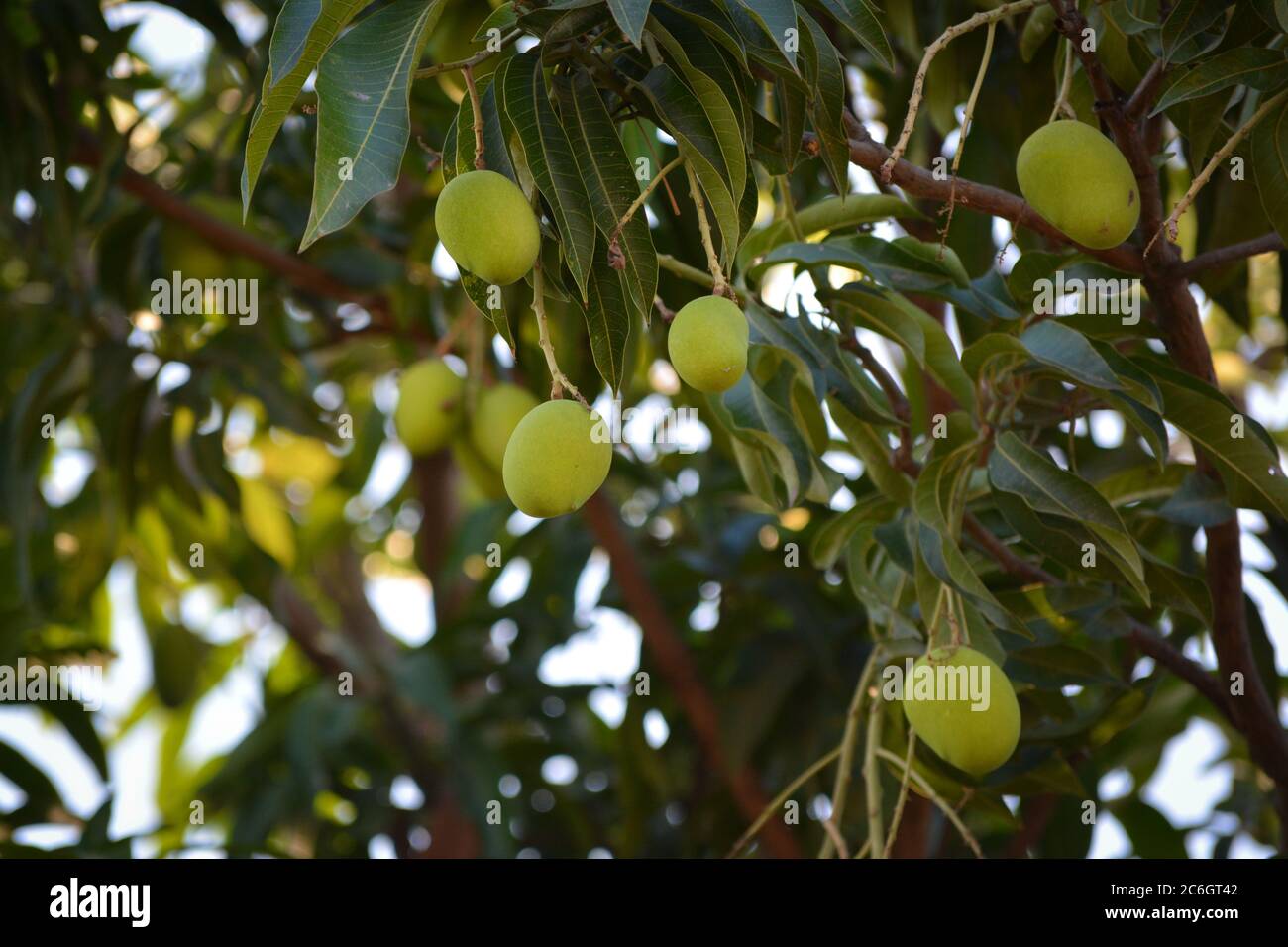 Mango tree mangoes growing plant hi-res stock photography and images ...