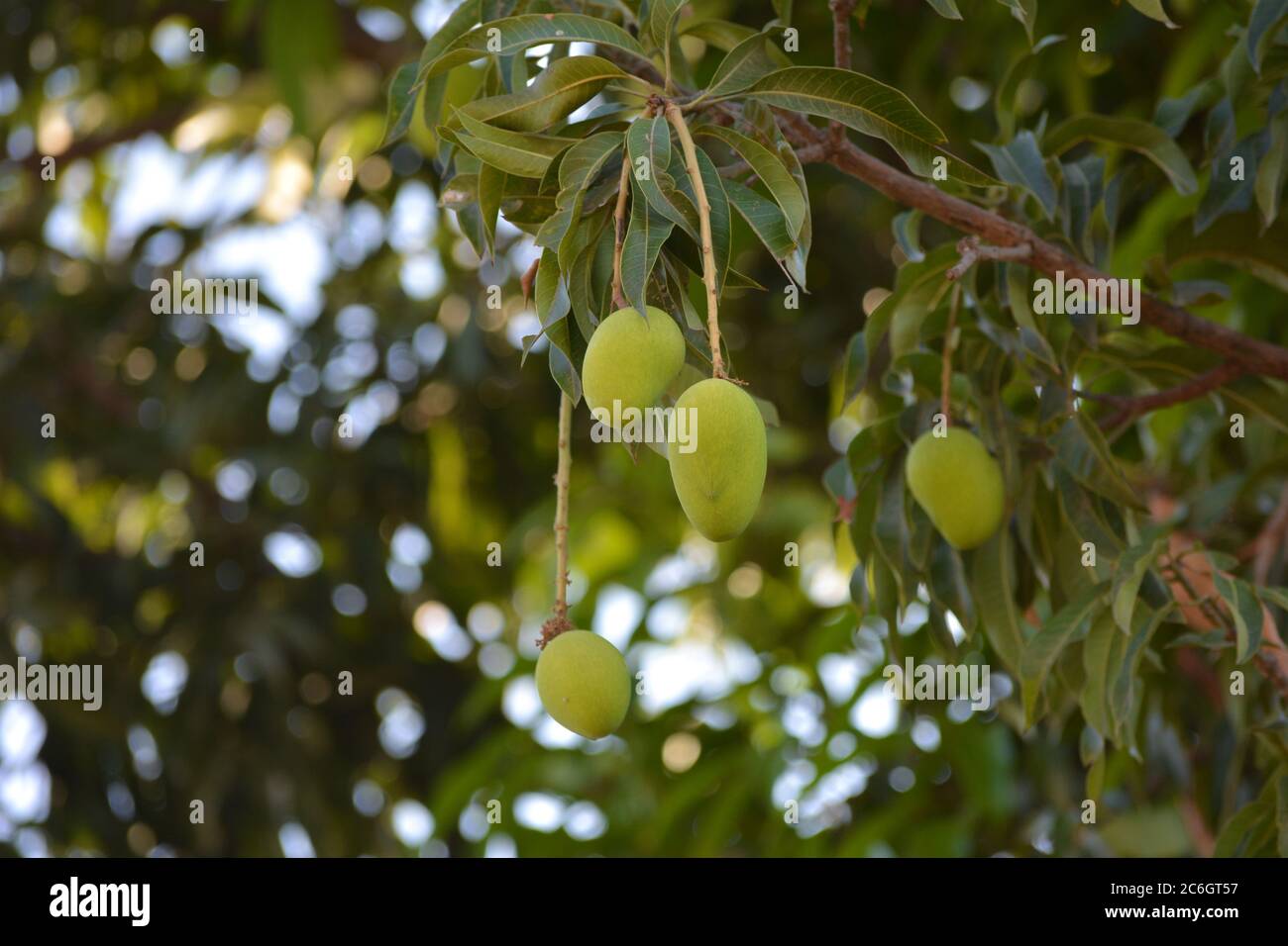 Close up of mangoes on a mango tree Stock Photo - Alamy
