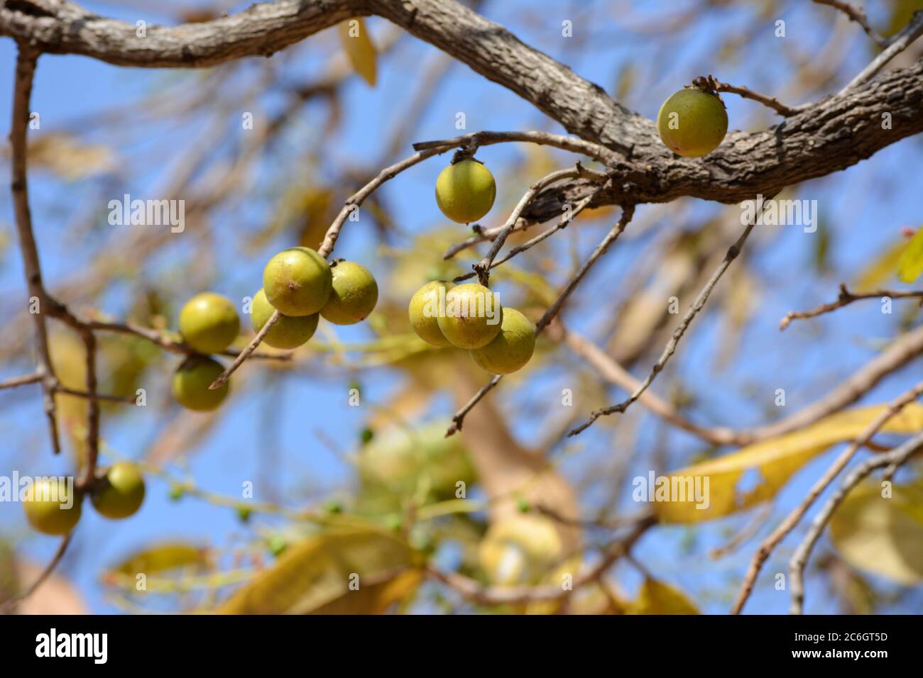 Indian ebony or Tendu (Diospyros Melanoxylon) fruit. Tendu is a ...