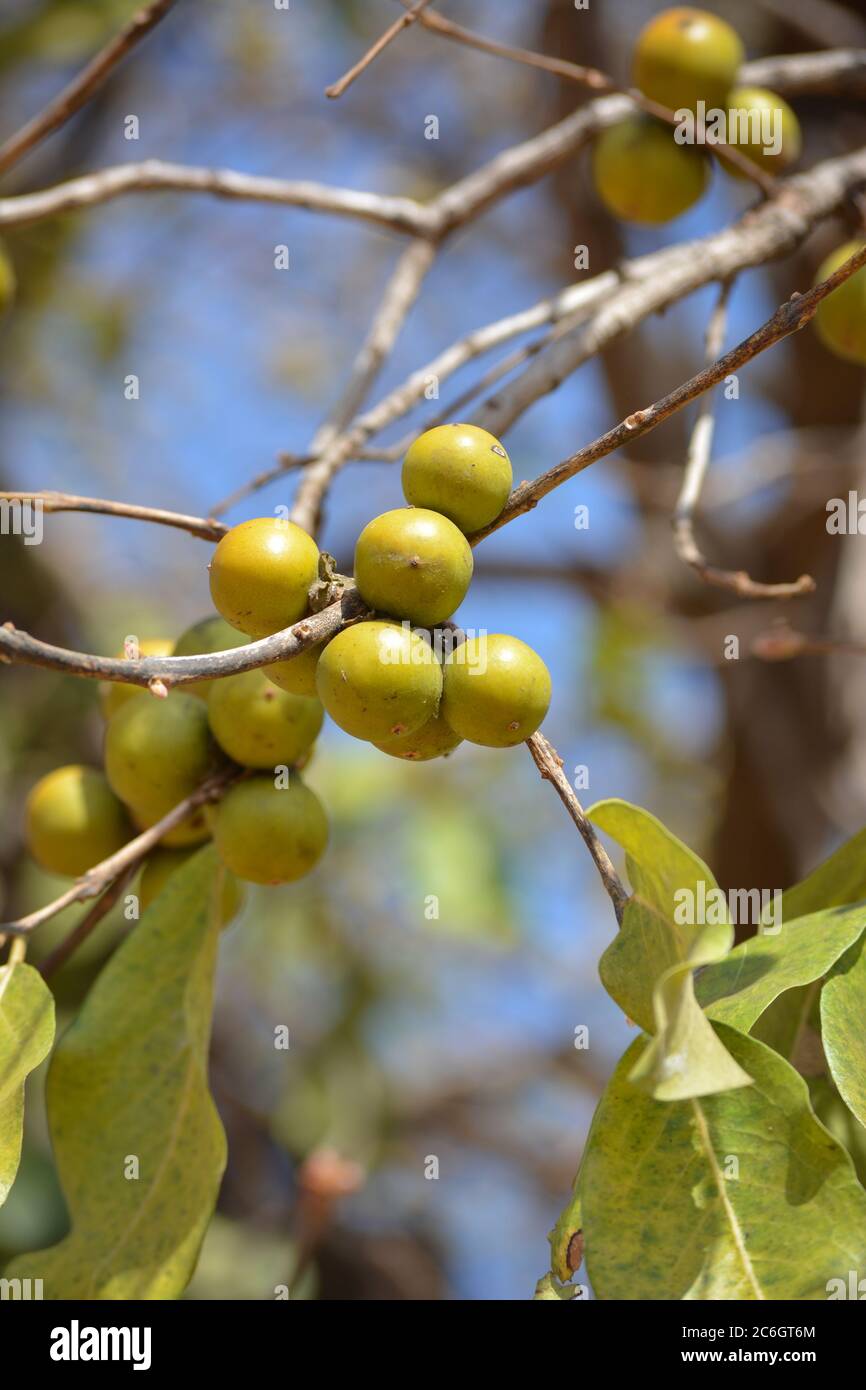 Indian ebony or Tendu (Diospyros Melanoxylon) fruit. Tendu is a ...