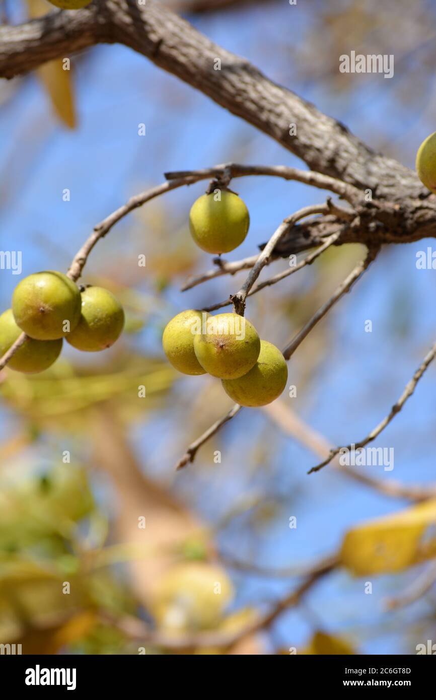 Indian ebony or Tendu (Diospyros Melanoxylon) fruit. Tendu is a ...