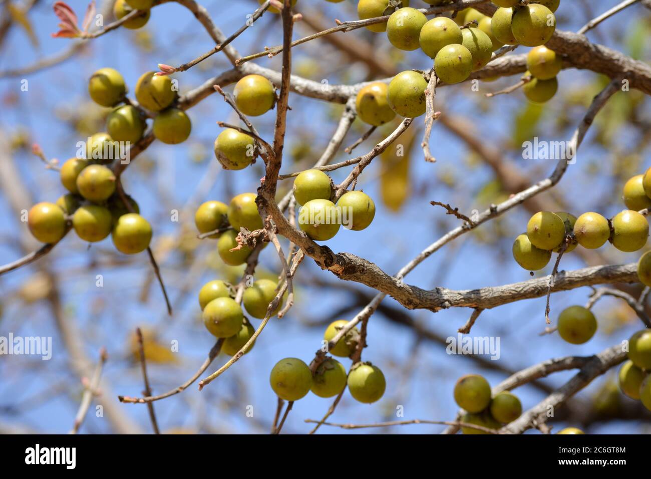 Ebony tree fruits hi-res stock photography and images - Alamy