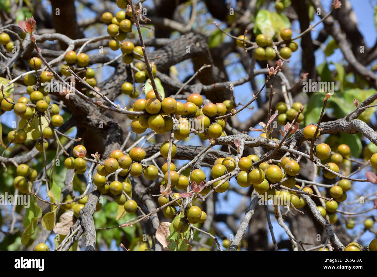 Diospyros ebony tree hi-res stock photography and images - Alamy