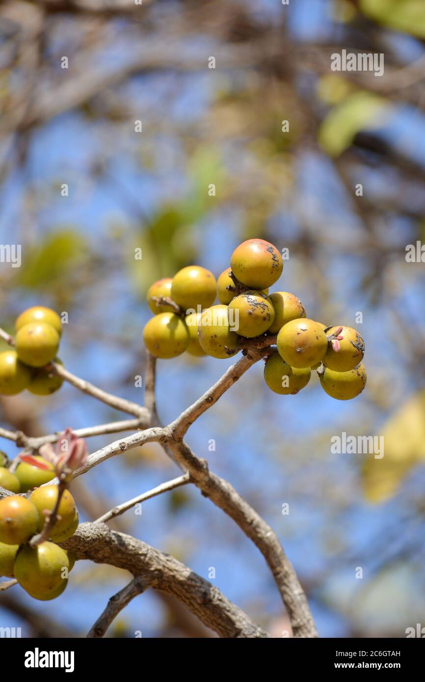 Indian ebony or Tendu (Diospyros Melanoxylon) fruit. Tendu is a ...