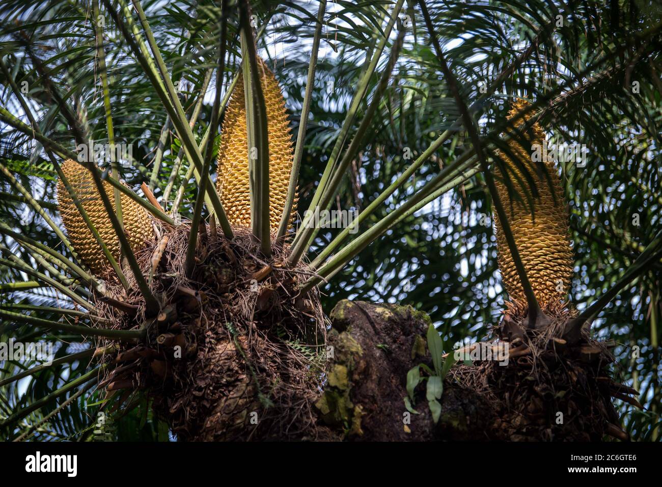 Cycad tree hi-res stock photography and images - Alamy