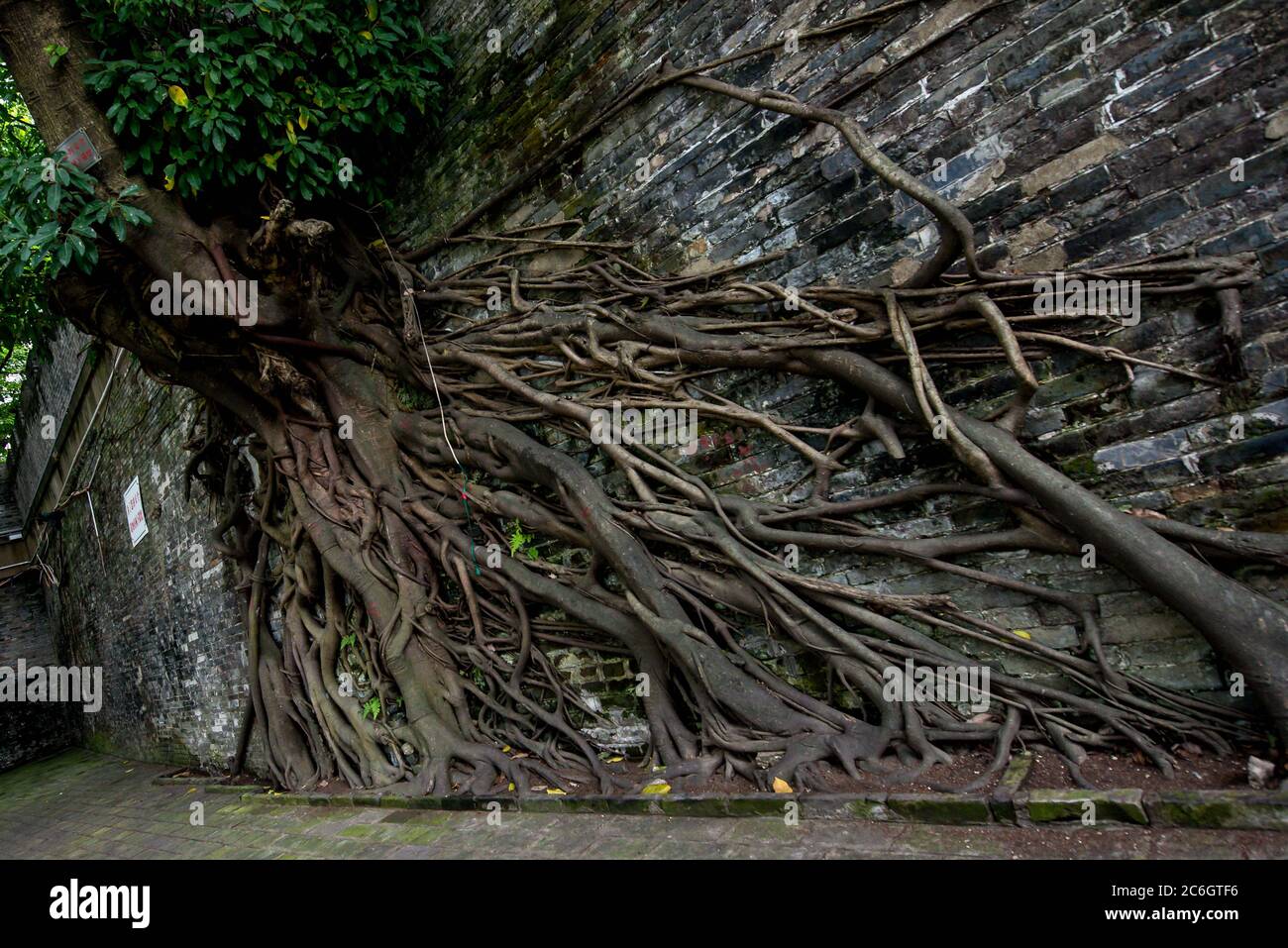 The roots of "strong banyan trees" grow around a section of an ancient ...