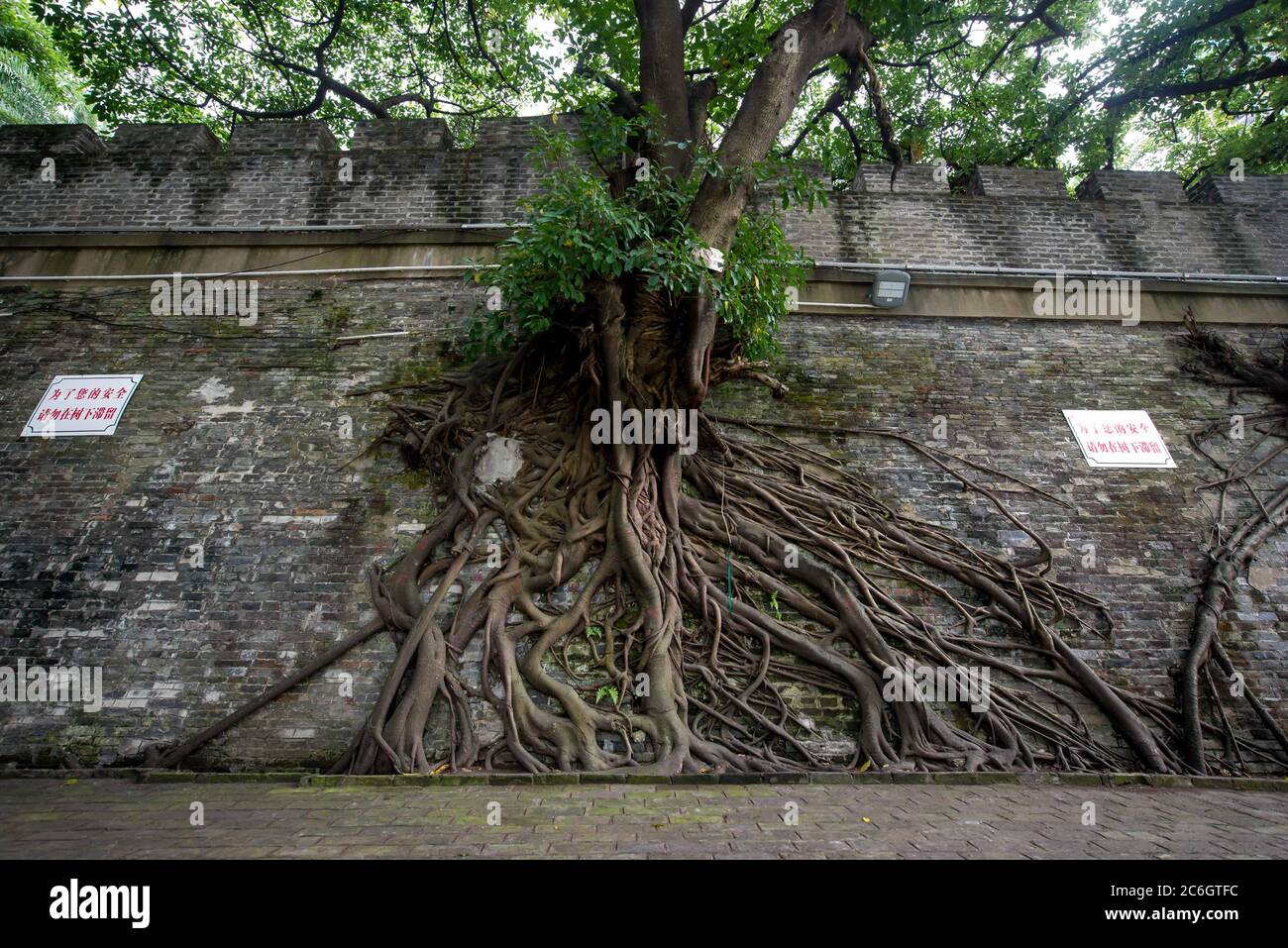 The roots of "strong banyan trees" grow around a section of an ancient ...