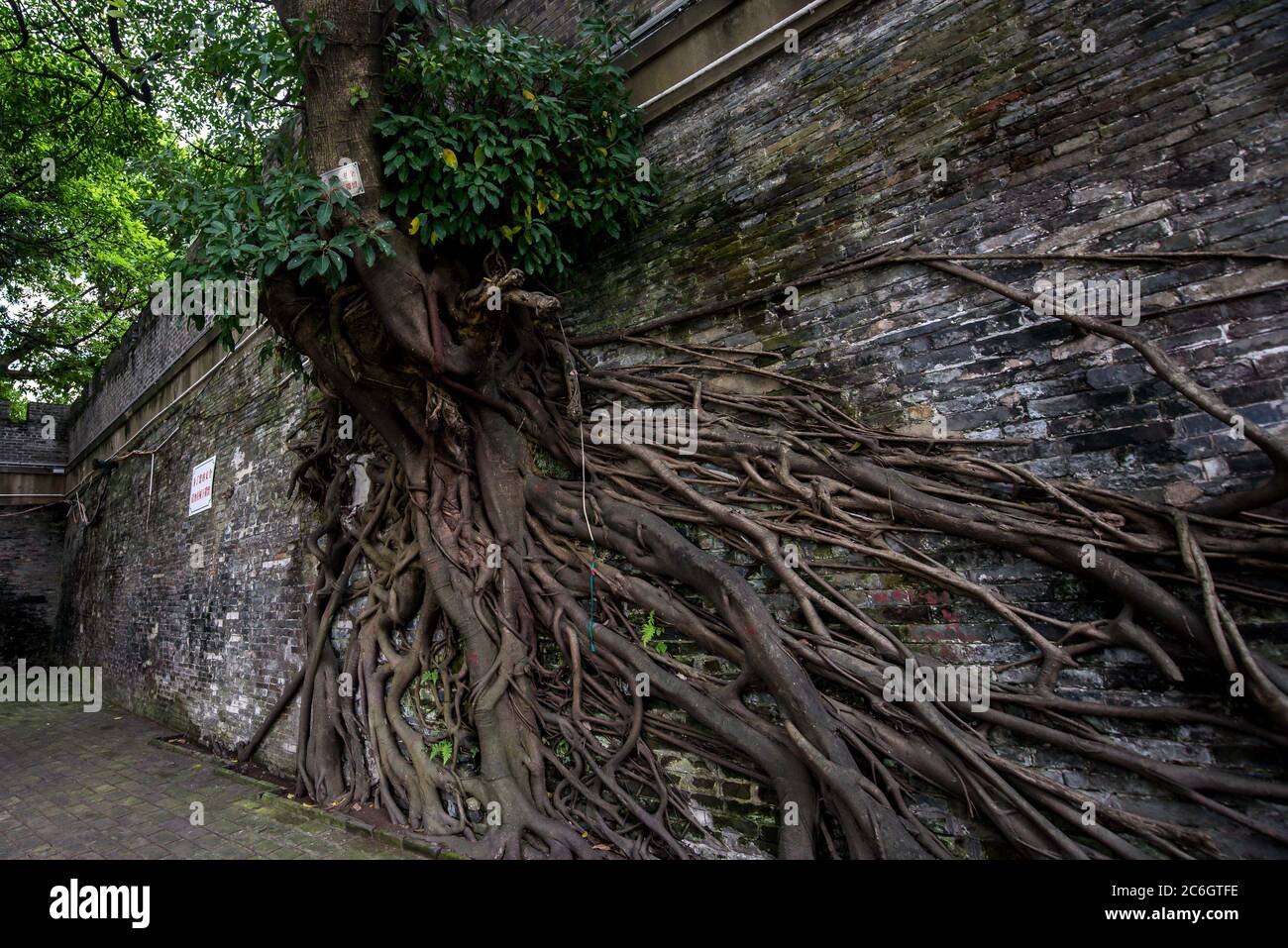 The roots of "strong banyan trees" grow around a section of an ancient ...