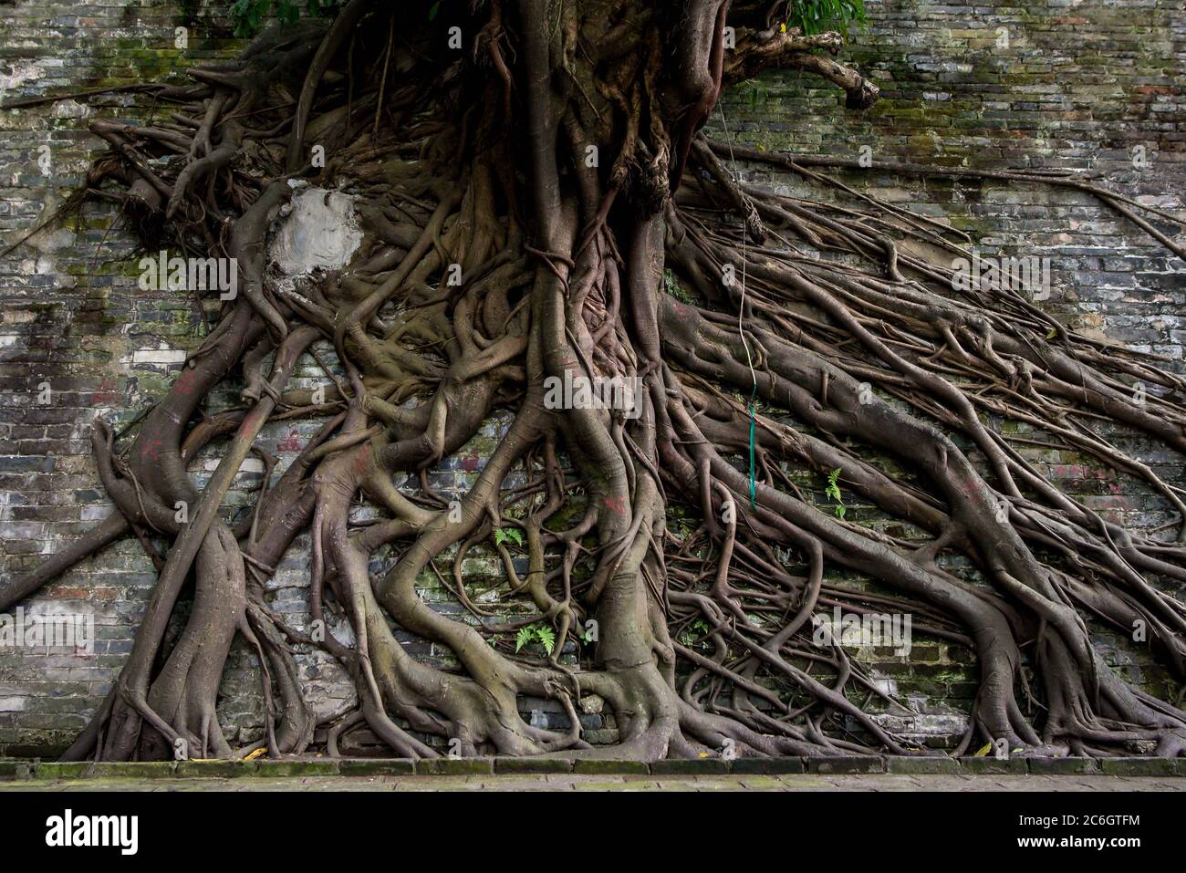 The roots of "strong banyan trees" grow around a section of an ancient ...