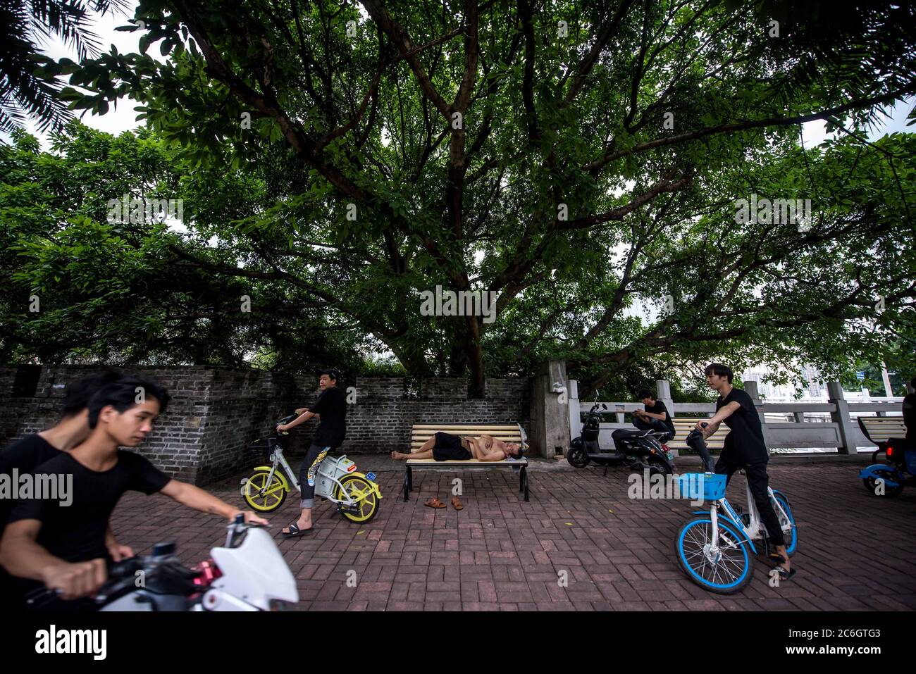 People bike under "strong banyan trees", whose roots grow around a ...
