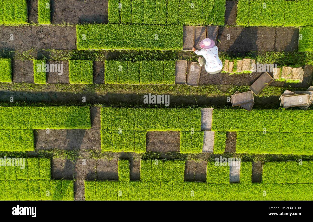 China rice farming jiangsu hi-res stock photography and images - Alamy