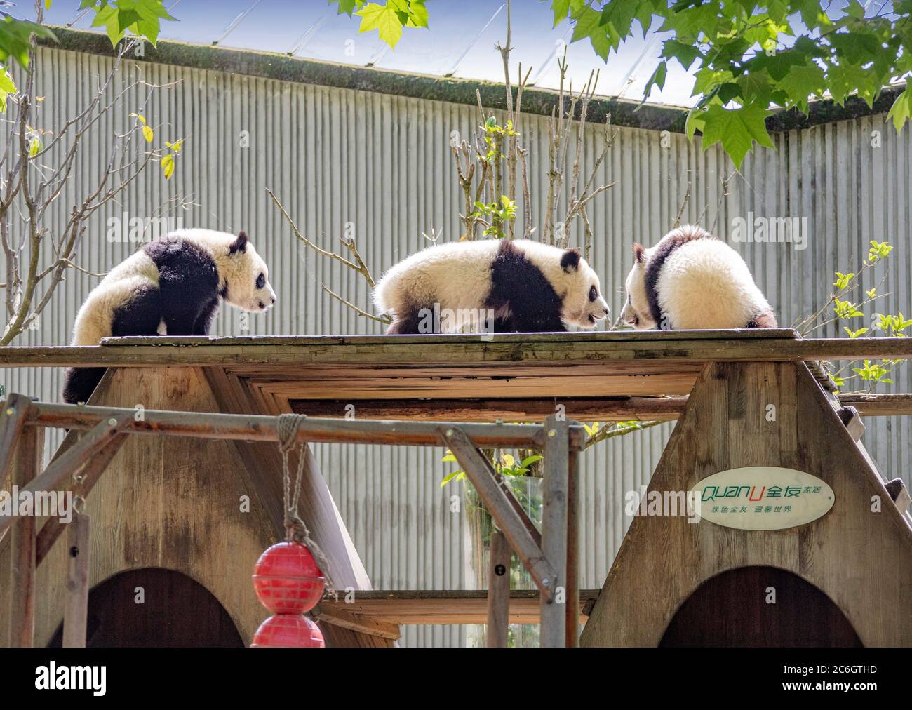 Photos taken between June 9 and June 10 show the giant pandas playing ...