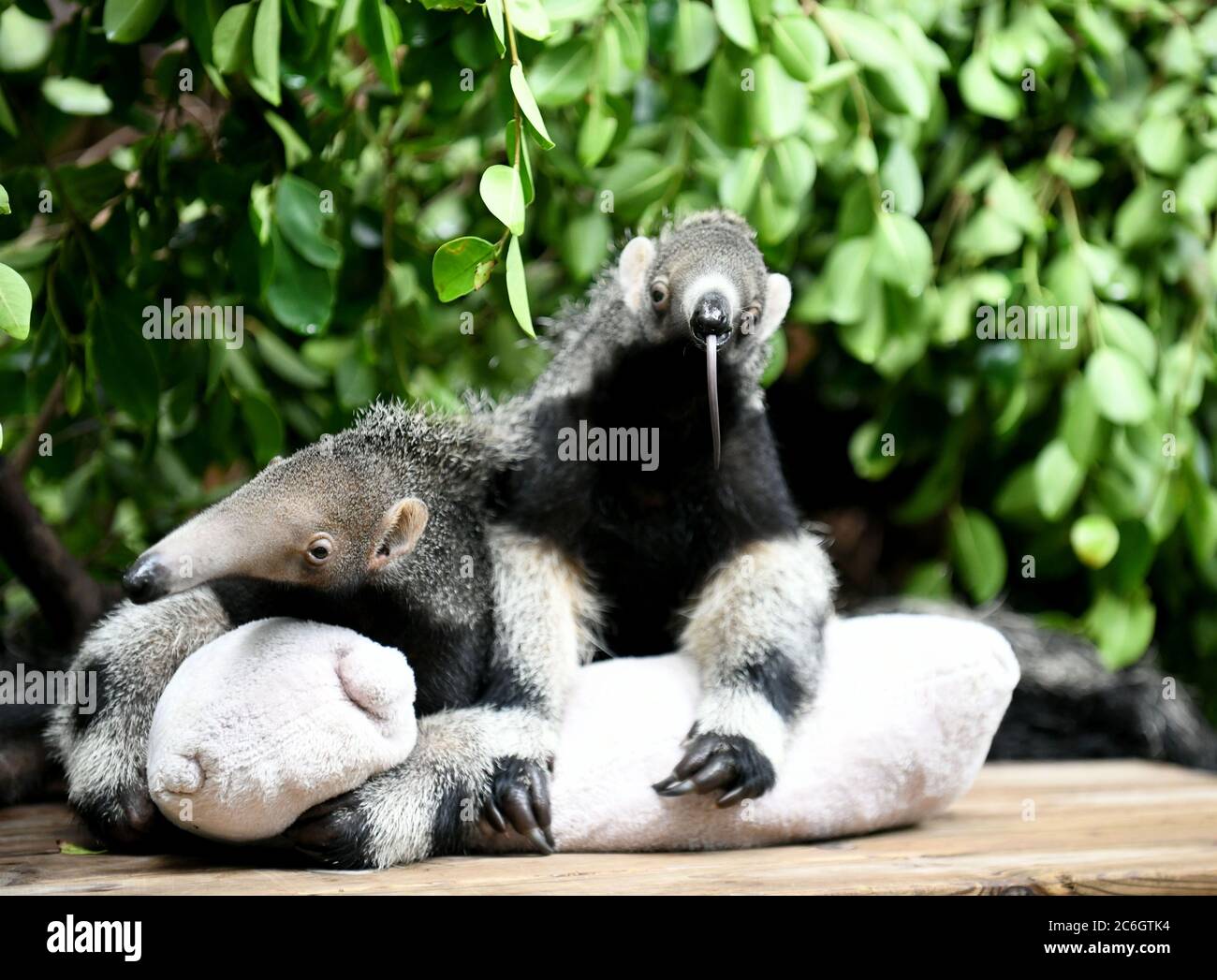 Twin anteaters are presented to the public at the Chimelong Safari Park ...