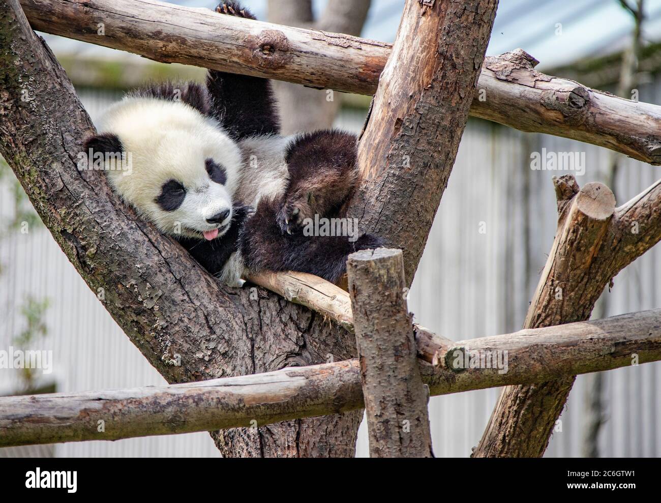 Photos taken between June 9 and June 10 show the giant pandas playing ...