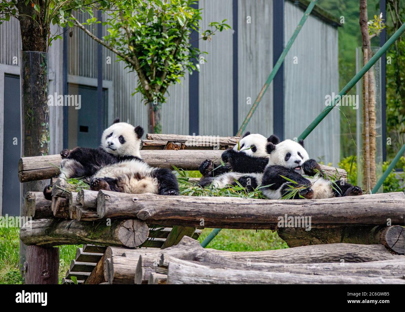 Cute giant pandas wenchuan hi-res stock photography and images - Alamy