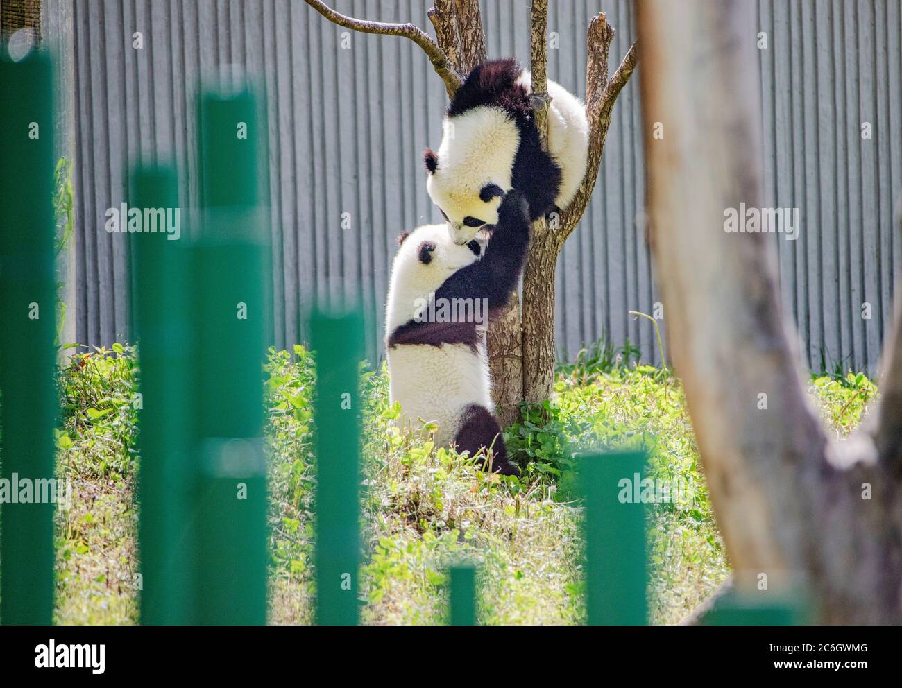 Photos taken between June 9 and June 10 show the giant pandas playing ...