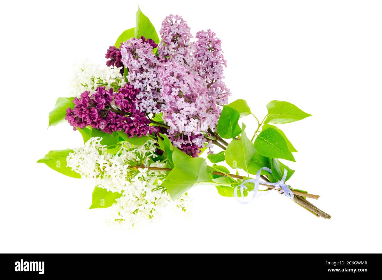 Branches leaves on pink Cut Out Stock Images & Pictures - Alamy