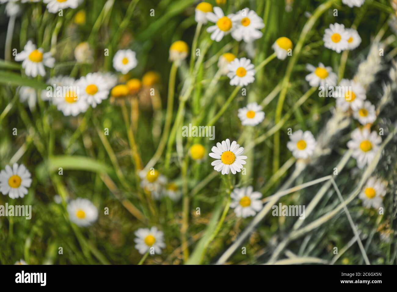 Big petal flowers hi-res stock photography and images - Alamy