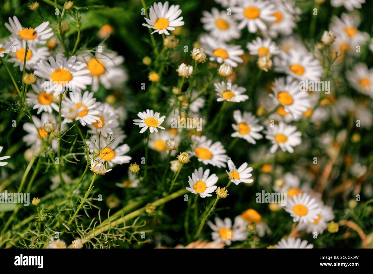 Big petal flowers hi-res stock photography and images - Alamy