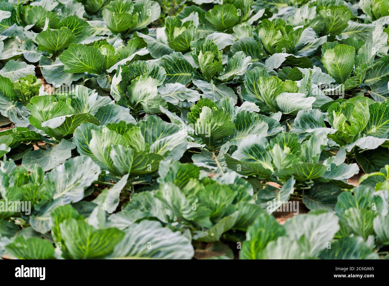 Fresh cabbage in the agricultural farm Stock Photo - Alamy
