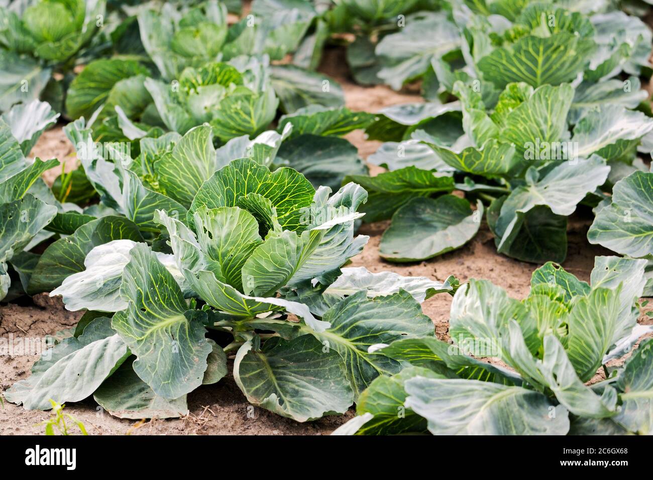 Fresh cabbage in the agricultural farm Stock Photo - Alamy