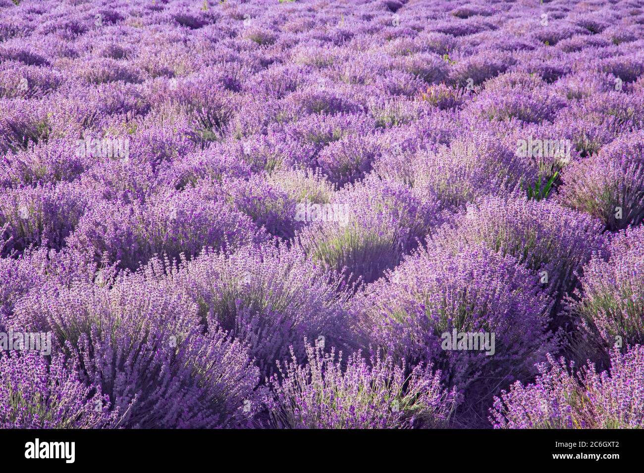 Field of flowering lavender bushes. Meadow of lavender. Plantation for ...