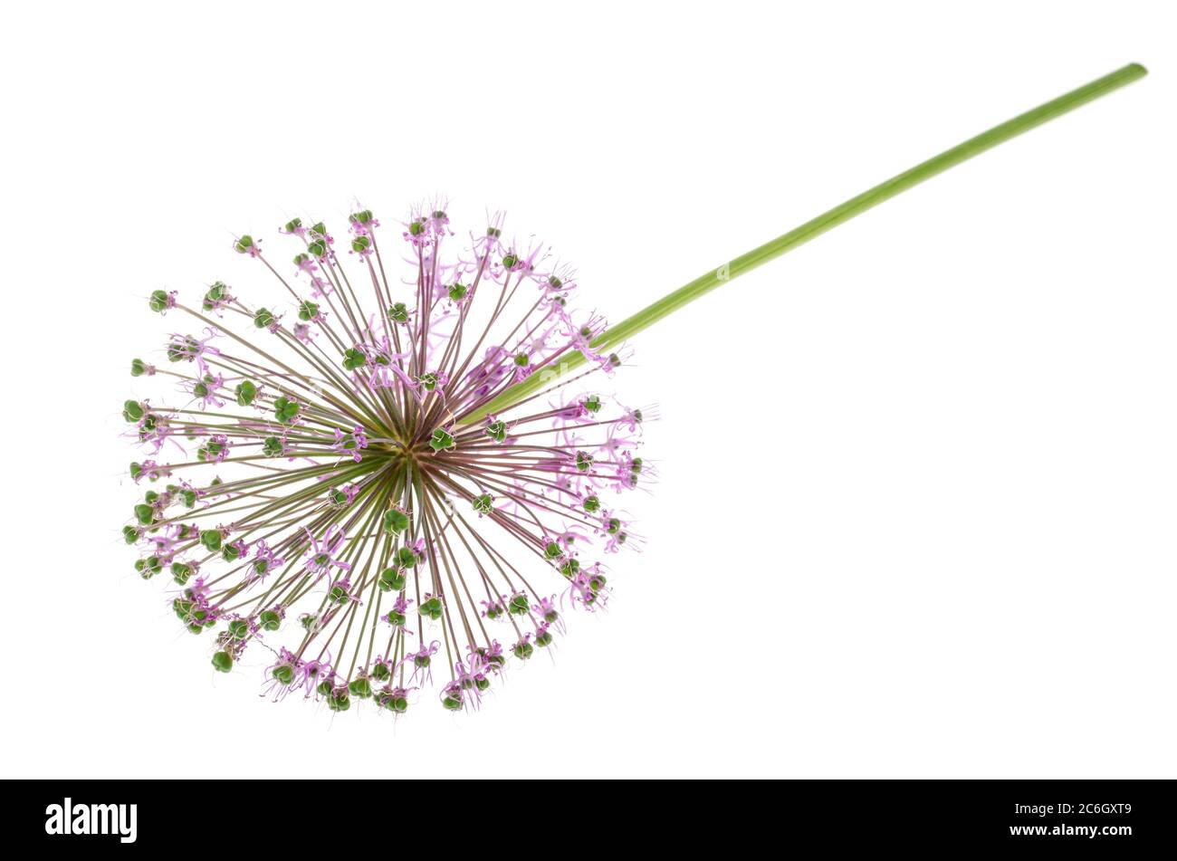 Globular flower cluster Cut Out Stock Images & Pictures - Alamy
