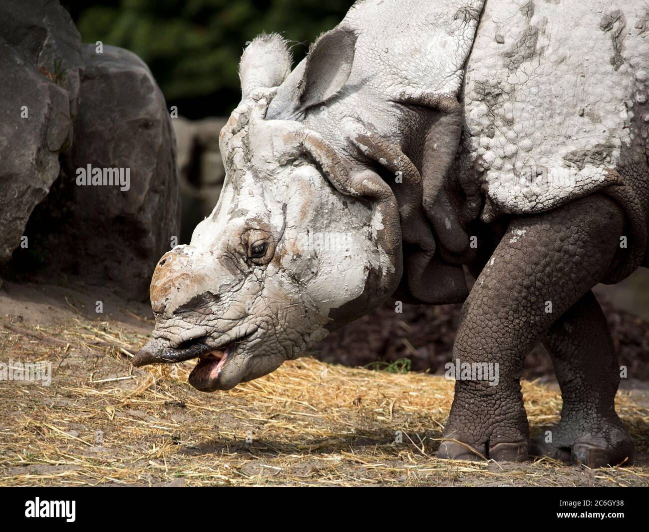 Rhino a portrait Stock Photo - Alamy