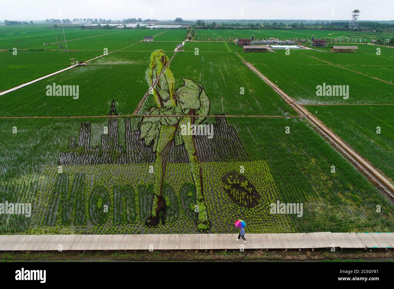 Aerial view of the rice field painting in Shenyang city, northeast ...
