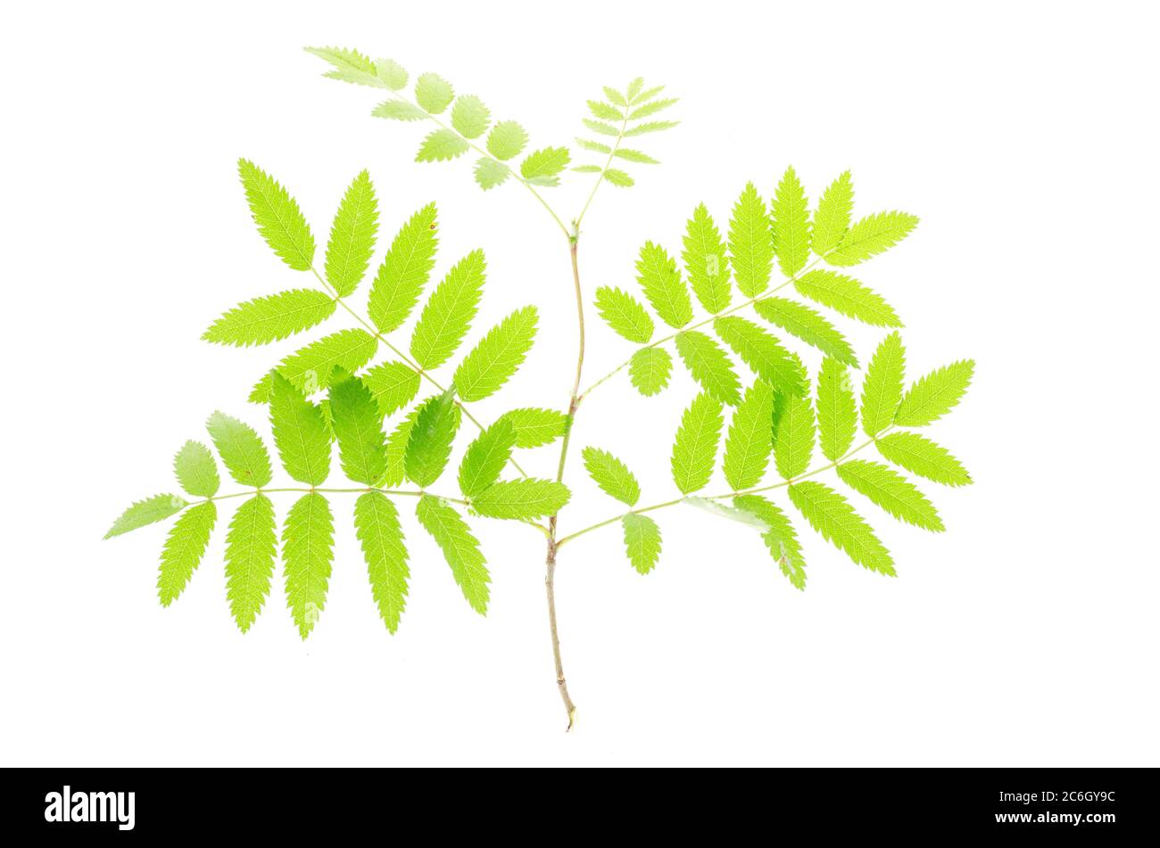 Green young acacia leaves on white background Stock Photo - Alamy