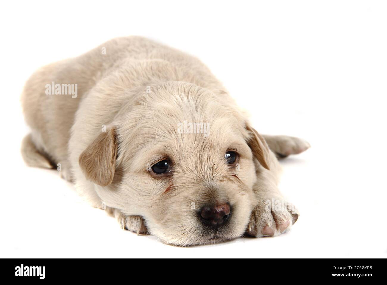 small labrador dog isolated on the white background Stock Photo - Alamy