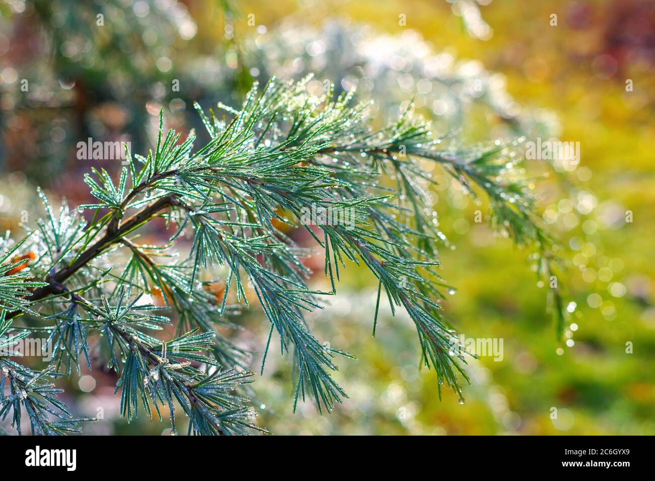 branch of a Himalayan cedar tree with drops of dew Stock Photo - Alamy