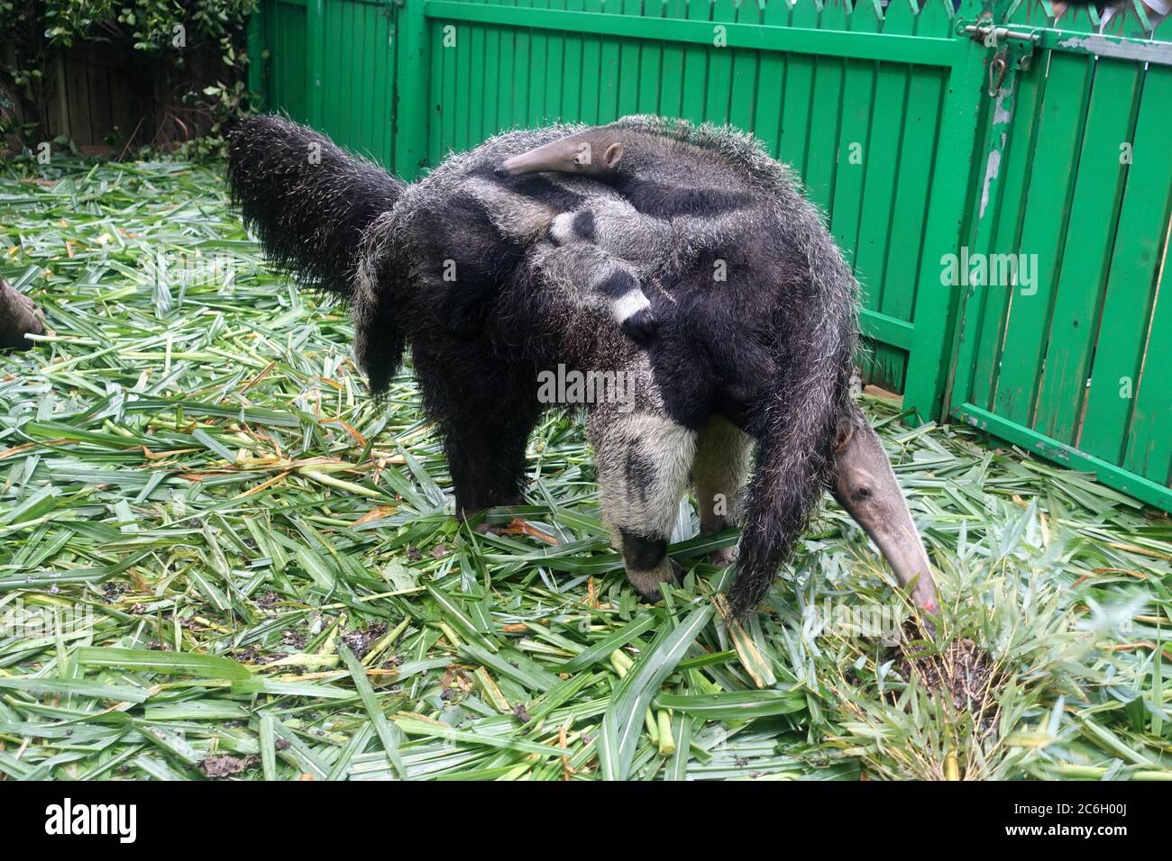 Twin anteaters are presented to the public at the Chimelong Safari Park ...