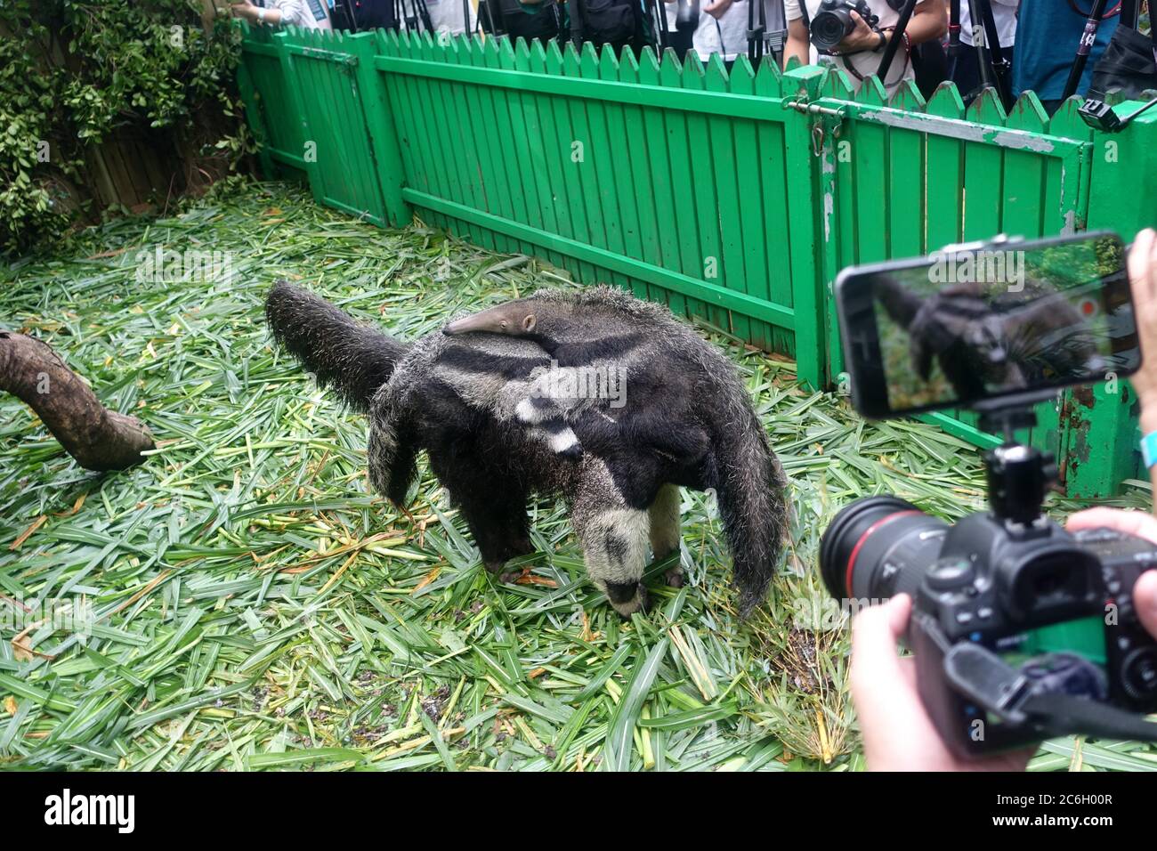 Twin anteaters are presented to the public at the Chimelong Safari Park ...